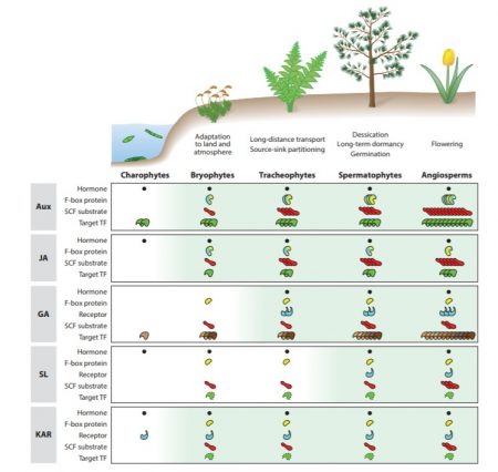 Review: Evolution of plant hormone response pathways ($) (Annu. Rev ...