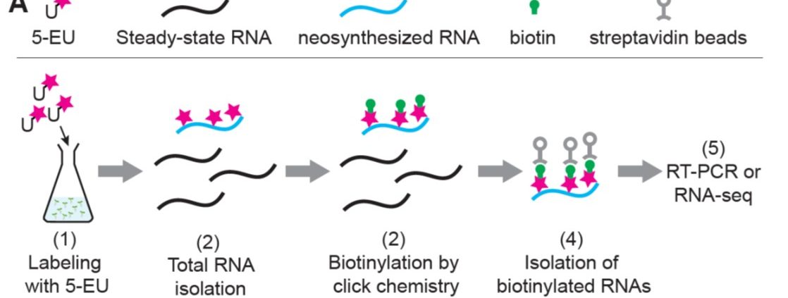 Metabolic labeling of RNAs uncovers hidden features and dynamics of the ...