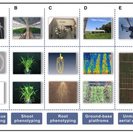 Transdisciplinary Plant Phenomics and Phenotyping for Maize Crop ...