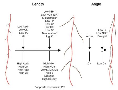 Review. Same, but different: growth responses of primary and lateral roots ($) (J. Exp. Bot ...