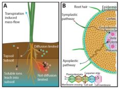 Plant Science Research Weekly: February 21 | Plantae
