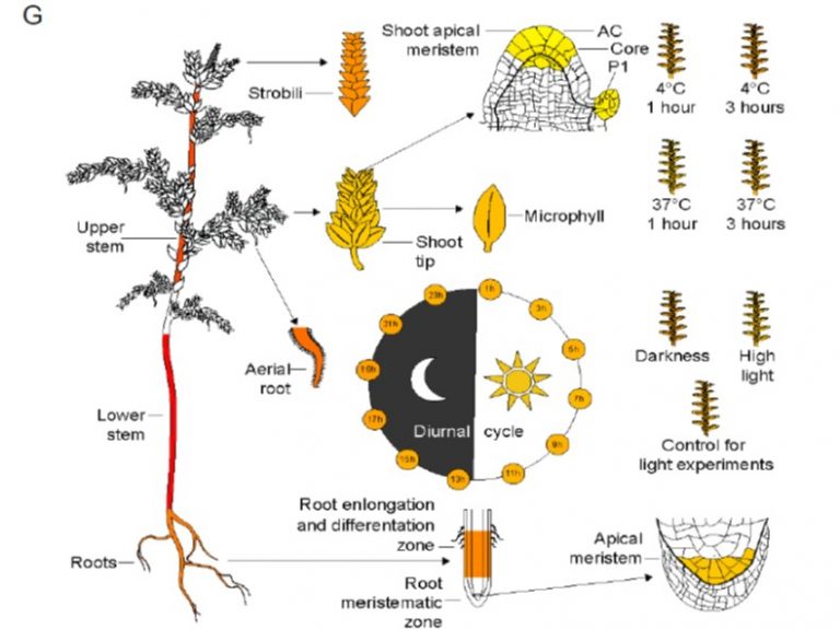 Expression atlas of Selaginella moellendorffii provides insights into ...