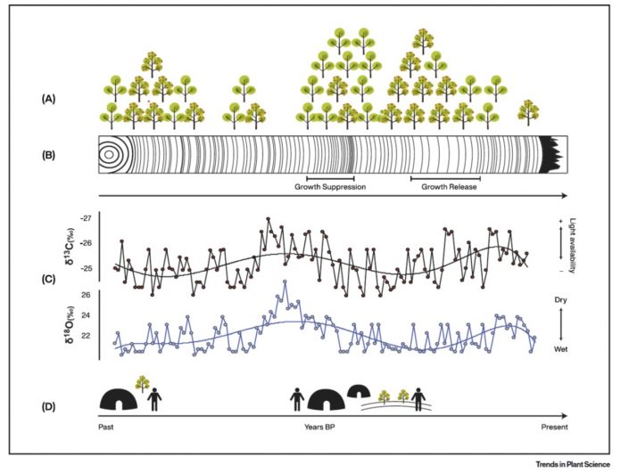 Review: Tropical trees as time capsules of anthropogenic activity ...