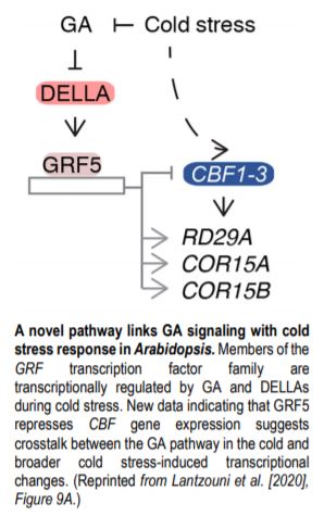 The Cold Never Bothered Me Anyway: DELLA-Interacting GROWTH REGULATING ...