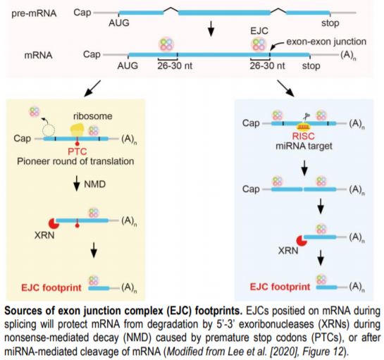 Telling Footprints: Exon Junction Complexes Mark Targets of Nonsense ...