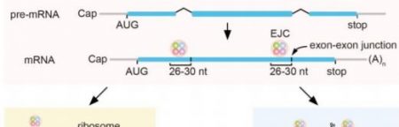 Telling Footprints: Exon Junction Complexes Mark Targets of Nonsense ...