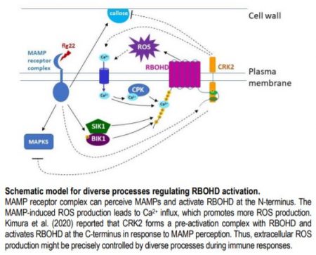 En Garde: CRK2 Pre-associates with RBOHD and Regulates ROS Production ...