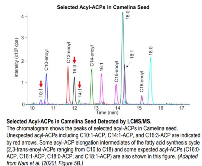 A Closer Look at Acyl-ACPs in Lipid Metabolism | Plantae