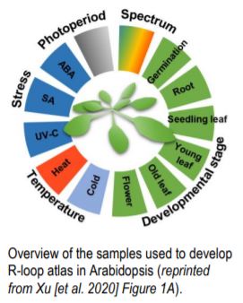 The R-loop: An Additional Chromatin Feature for Gene Regulation in ...