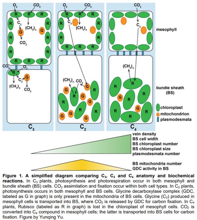 Paving the way for C4 evolution: study of C3-C4 intermediate species in ...