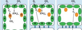 Paving the way for C4 evolution: study of C3-C4 intermediate species in ...