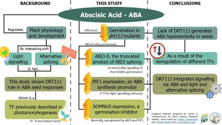 DRT111/SFPS splicing factor controls ABA sensitivity during seed ...