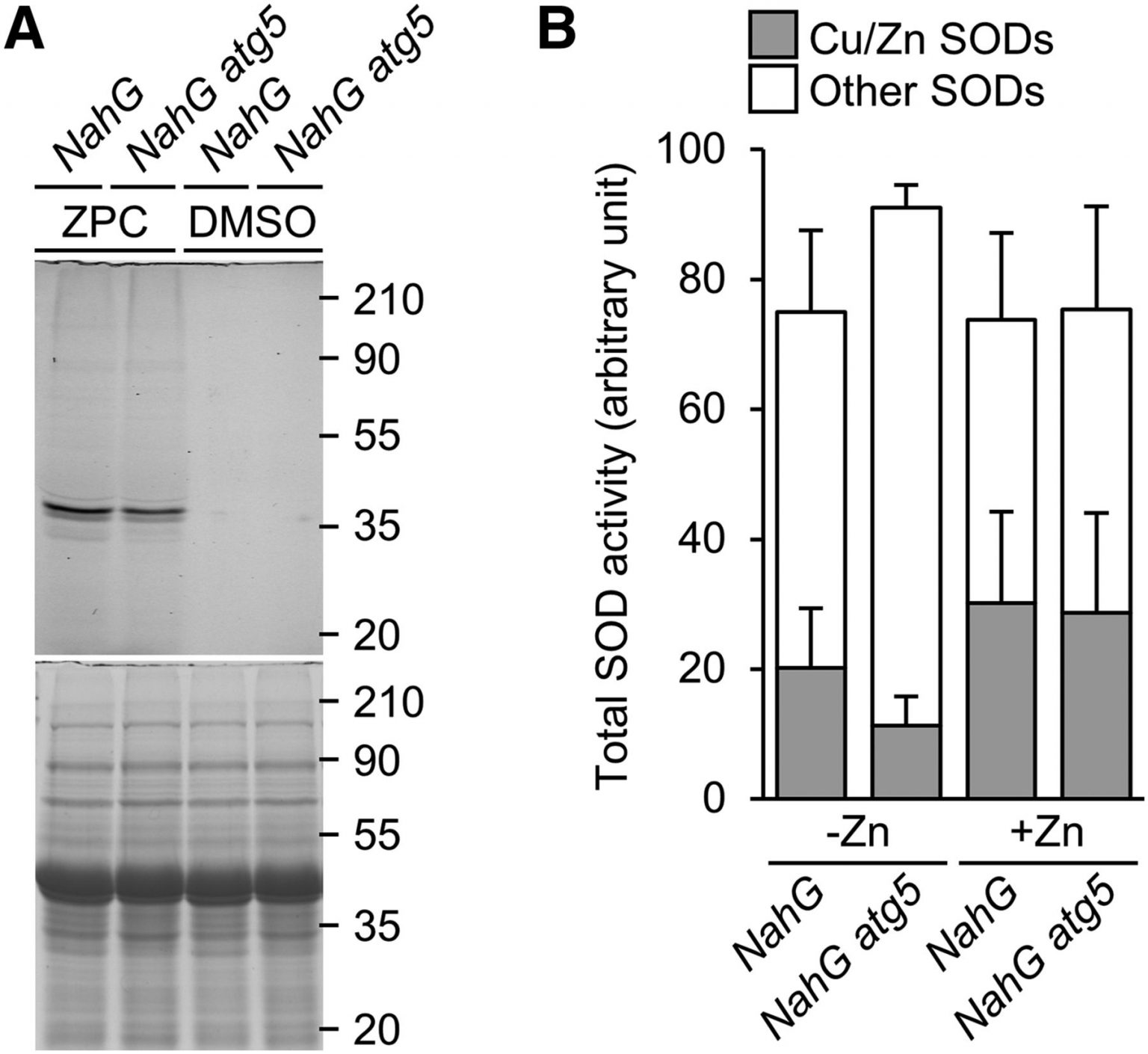 Autophagy Maintains Zinc Pools under Zinc Deficiency | Plantae