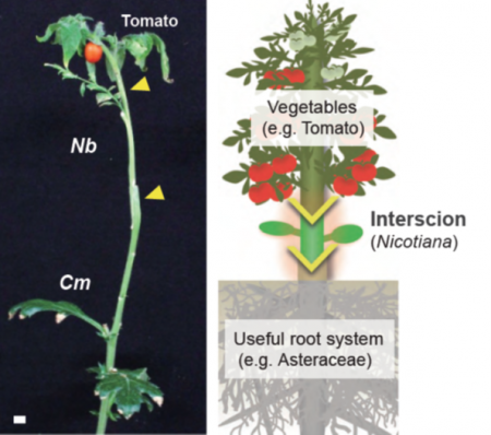 Unlocking interspecies grafting (bioRxiv) | Plantae
