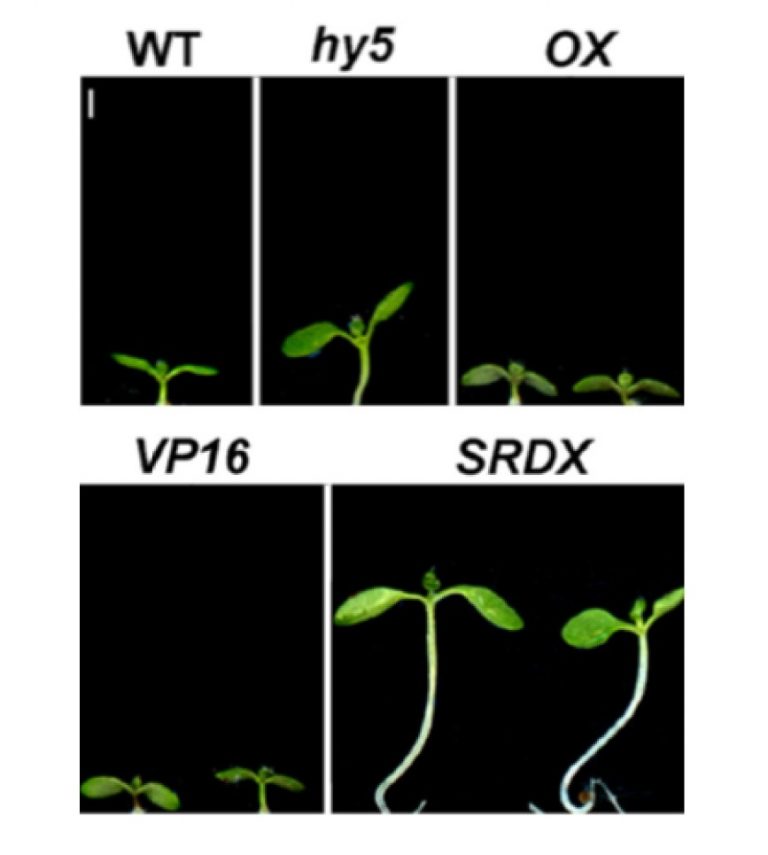 Chimeric activators and repressors define HY5 activity and reveal a ...