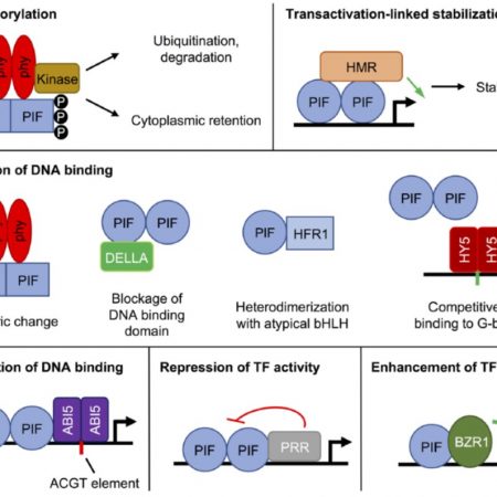 Plantae | Integrated regulation of apical hook development by EIN3/EIL1 ...