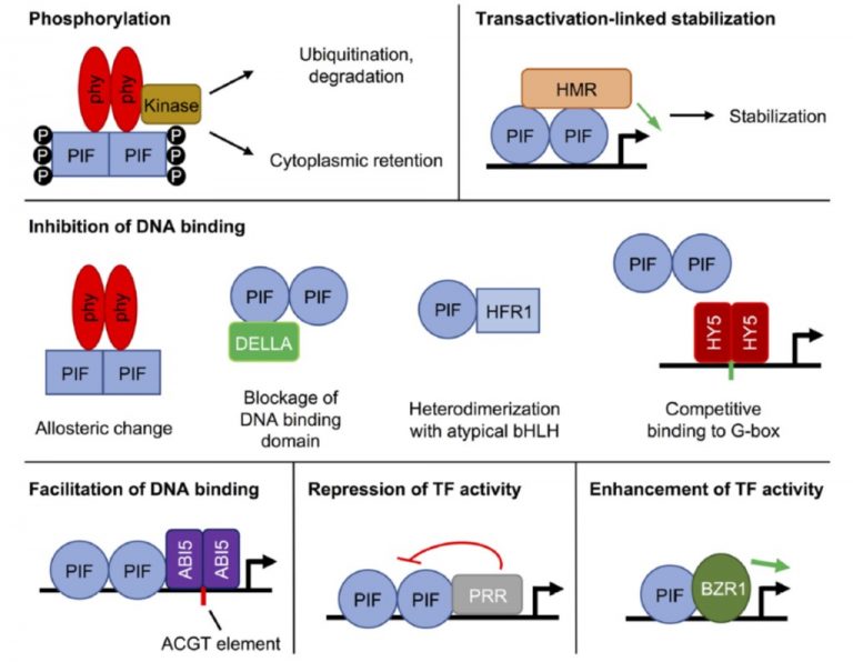 Review: Mechanisms regulating PIF transcription factor activity at the ...