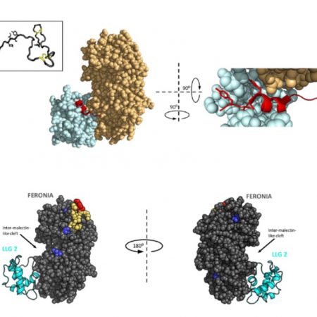 Mechanisms of RALF peptide perception by a heterotypic receptor complex ...