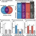 Cell-Specific Light Response in C4 Photosynthesis | Plantae