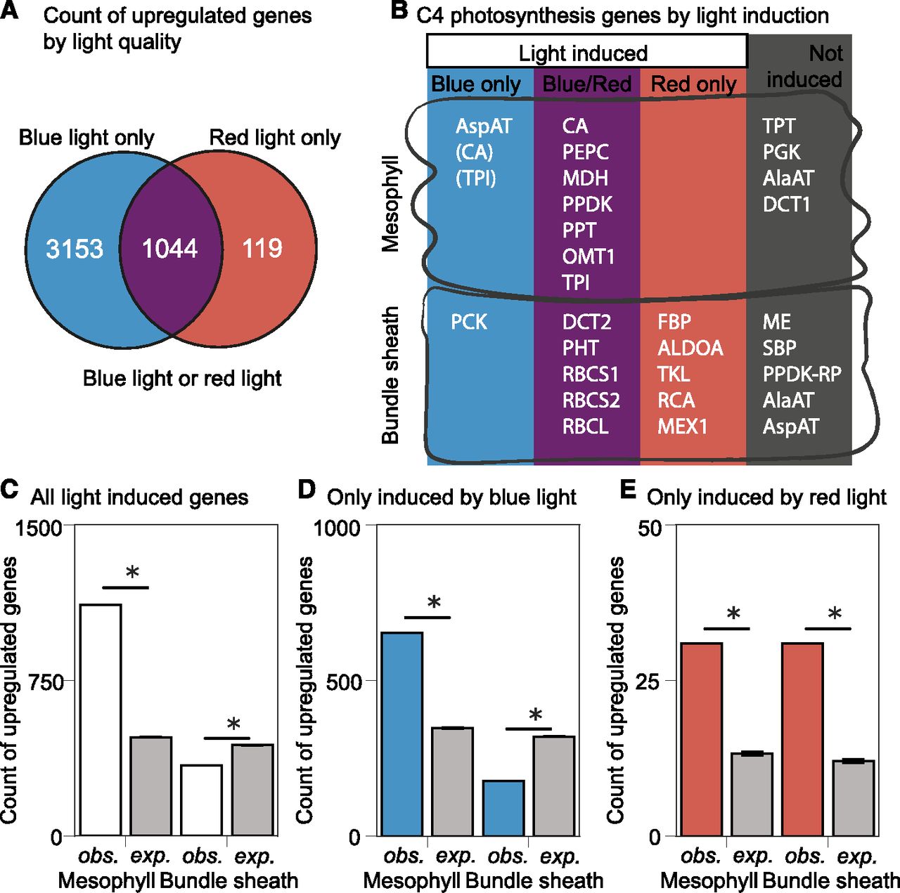 Cell-Specific Light Response in C4 Photosynthesis | Plantae