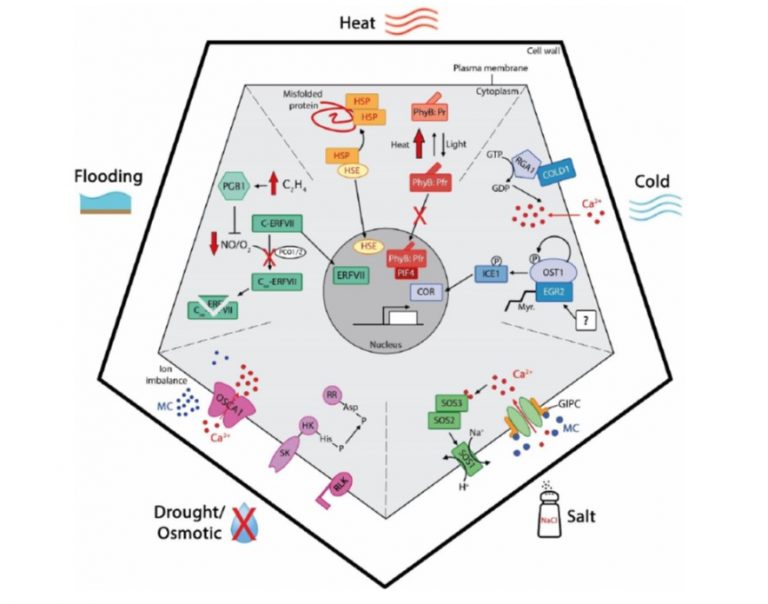 Update: How plants sense and respond to stressful environments (Plant ...