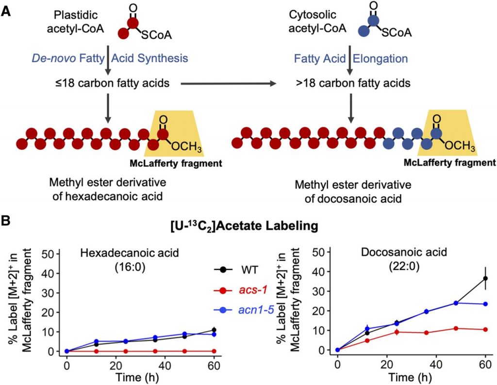 The Fate of Acetate During Hypoxia | Plantae
