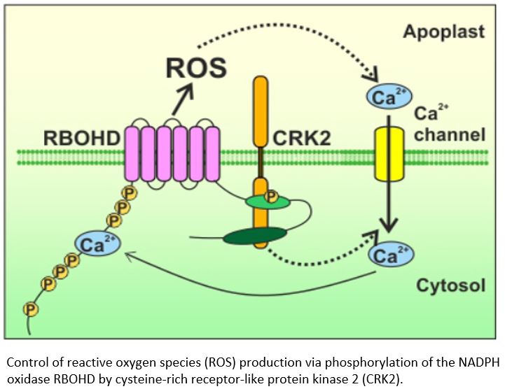 Attacking the front and the rear – the elaborate control of reactive ...