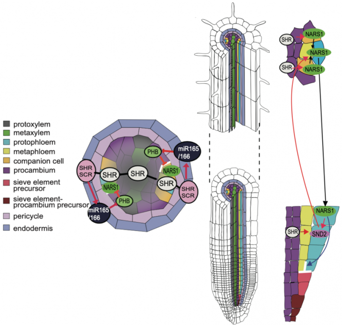 A feedforward loop controls vascular regeneration and tissue repair ...