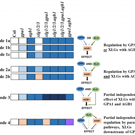 Plantae | Structural basis for recognition of RALF peptides by LRX ...