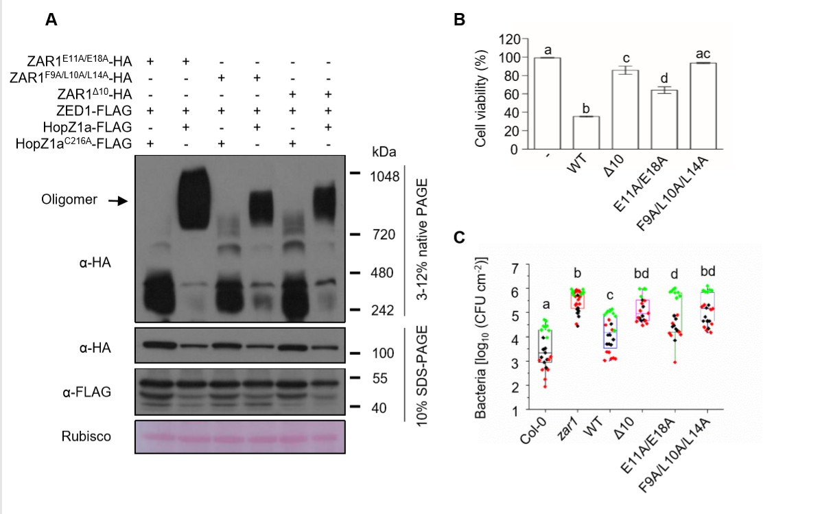 Formation of NB-LRR receptor ZAR1 resistome in vivo ($) (Mol. Plant ...