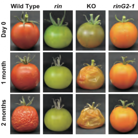 Plantae | TERMINAL FLOWER 1-FD complex target genes and competition ...