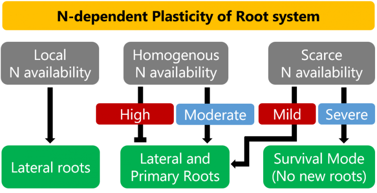 Review. Signalling pathways underlying nitrogen-dependent changes in ...