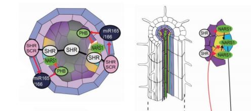 It’s All in the Neighborhood: SHORTROOT-mediated Intercellular Signals ...