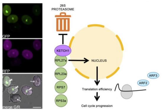 KETCHing up with gametogenesis: nucleocytoplasmic import and cell cycle ...