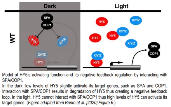 Chimeric Activators and Repressors Define HY5 Activity | Plantae