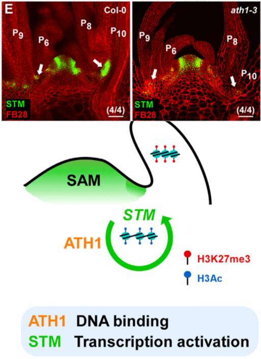 Self-activation loop of STM maintains the meristematic activity of ...