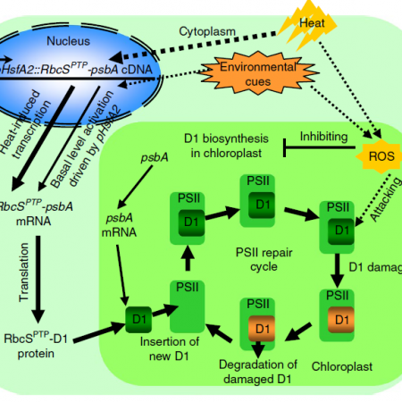 Plantae | A Rubisco-binding protein is required for normal pyrenoid ...