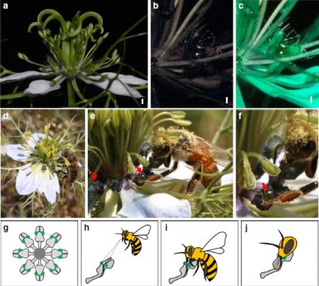 Plant Science Research Weekly: May 1st | Plantae
