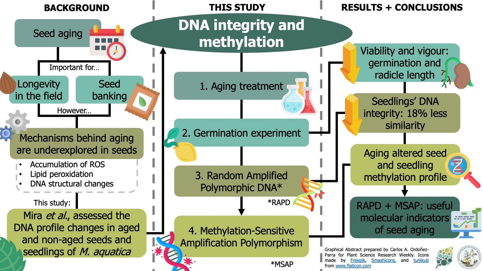 DNA methylation and integrity in aged seeds and regenerated plants ($) (Seed Sci. Res.) | Plantae