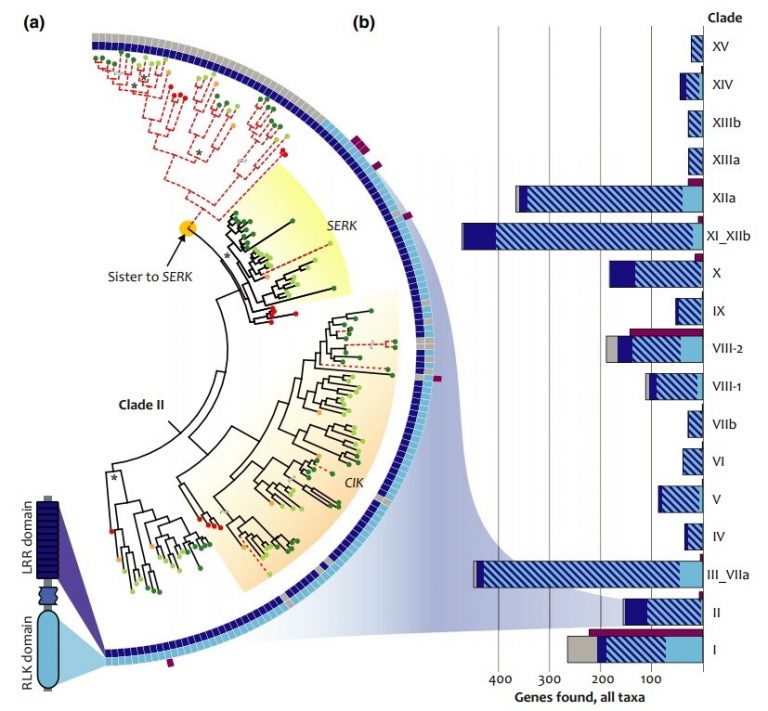 Structural evolution drives diversification of the large LRR-RLK gene ...