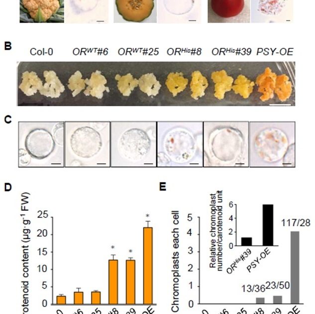 Plantae | Review: Acid growth, an ongoing trip | Plantae