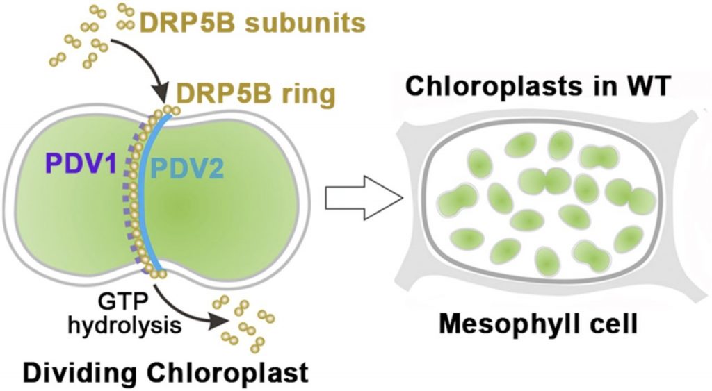 New Insights into Chloroplast Division | Plantae