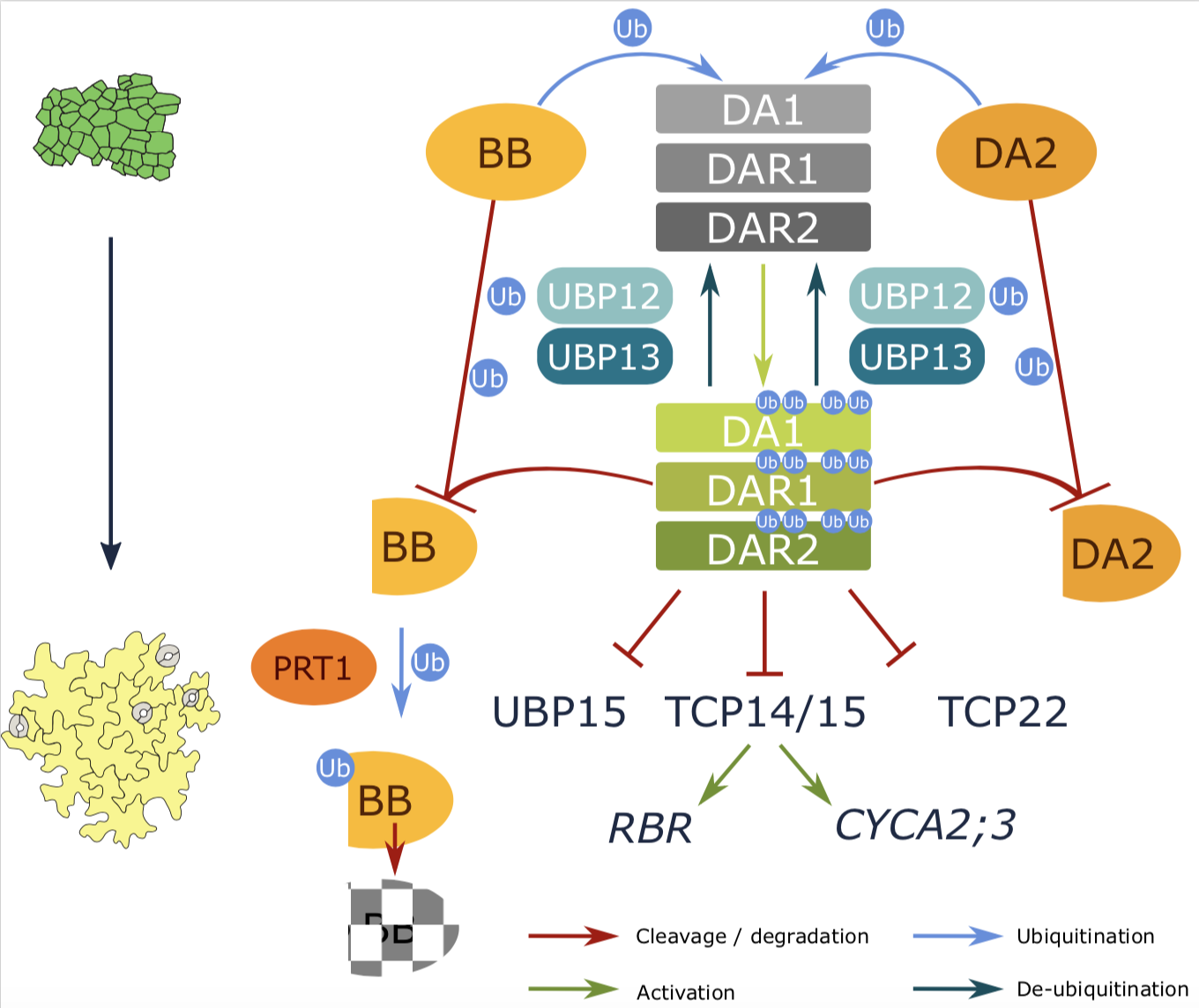 Plant Science Research Weekly: April 10 | Plantae