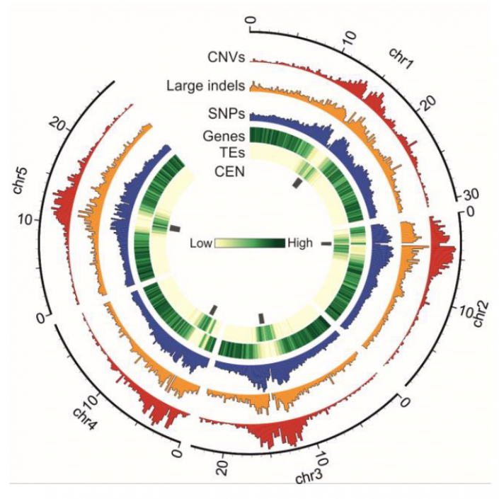 Athcnv A Map Of Dna Copy Number Variations In The Arabidopsis Thaliana