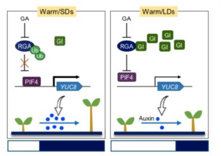 Plant Science Research Weekly: April 3rd | Plantae