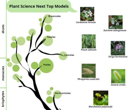 Plant Science Research Weekly: May 1st | Plantae