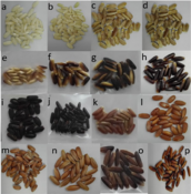 Plant Science Research Weekly: April 10 | Plantae