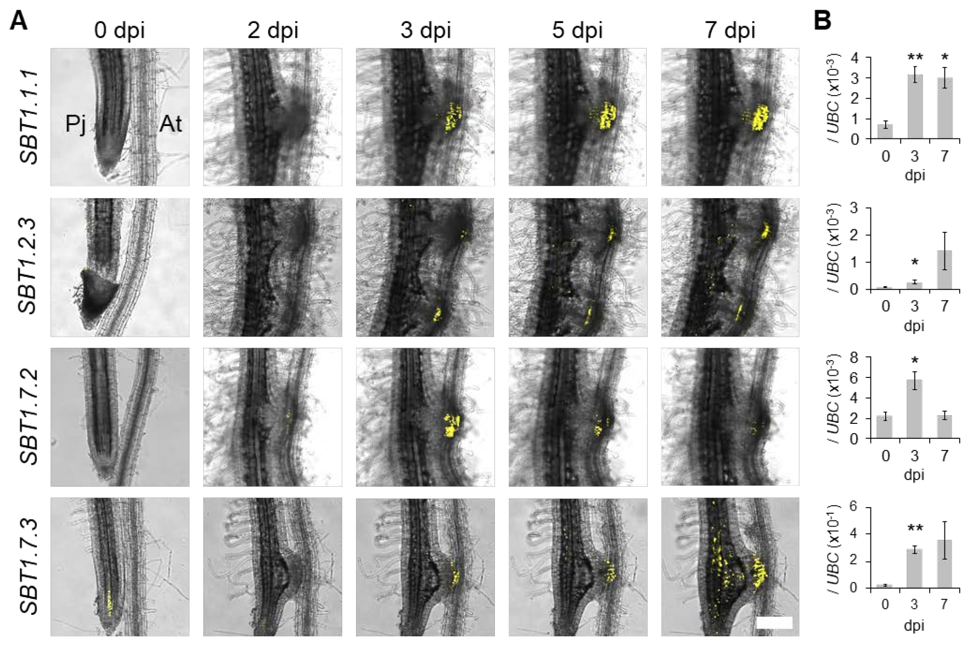 Subtilase activity in intrusive cells mediates haustorium maturation in ...