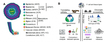 Innovation, conservation, and repurposing of gene function in plant ...