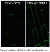A New Plant Component of the Conserved Machinery for Cellular ...